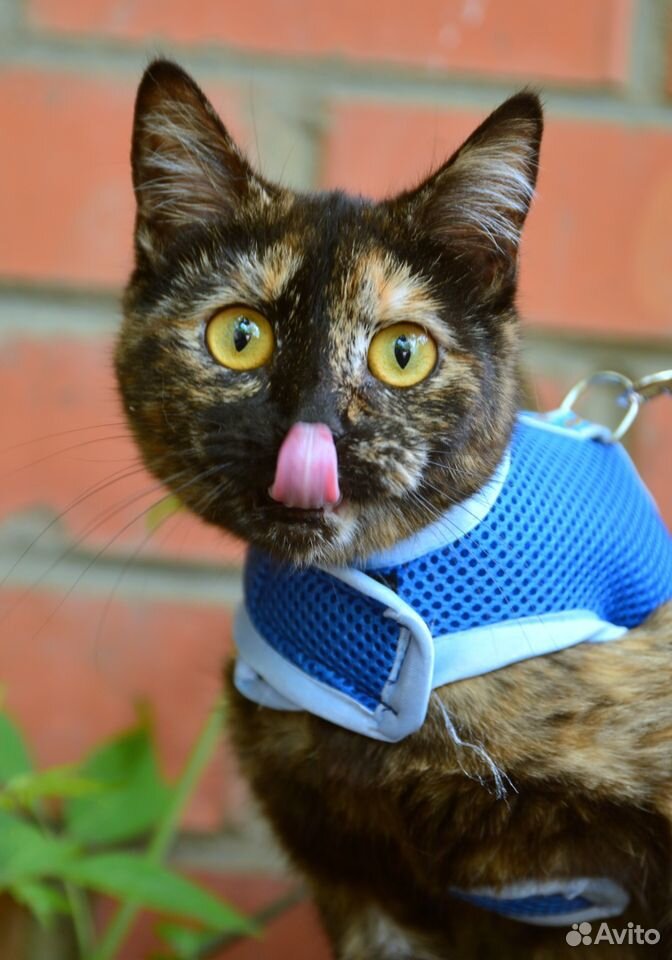 Молоденькая ласковая кошечка