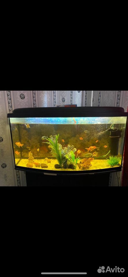 Аквариум с рыбками. Самовывоз
