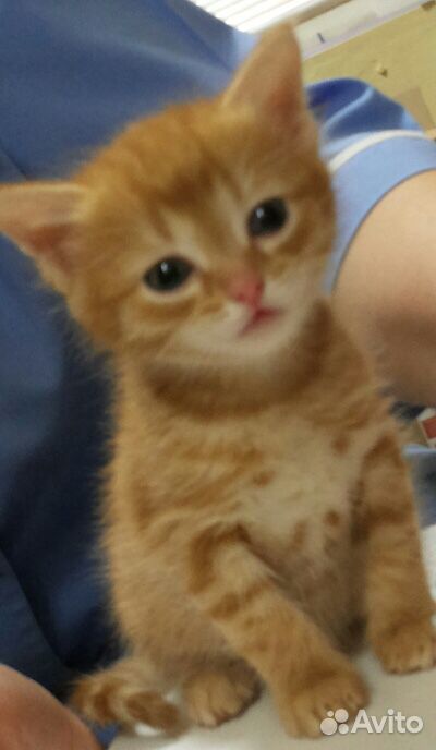 Кот потерялся