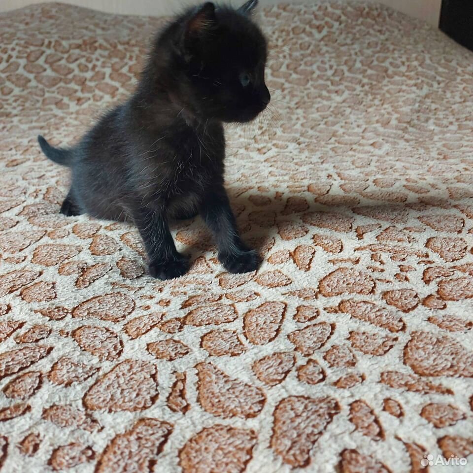 Отдадим в хорошие руки котят, серый и черный мальч