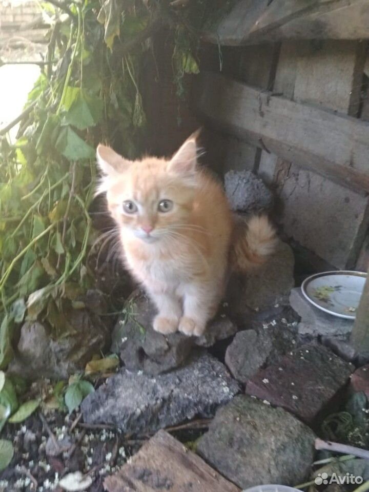 Котёнок ищет дом