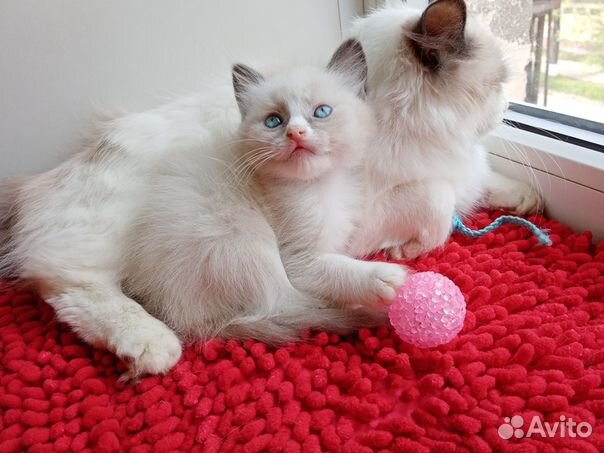 Мальчики хулиганчики рэгдоллчики