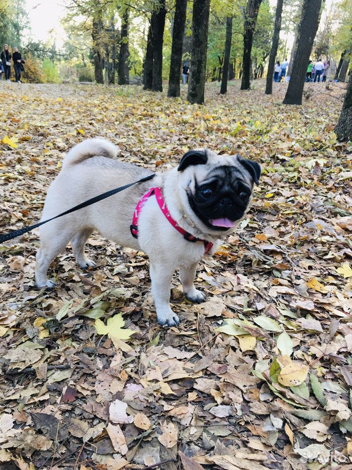 Мопс ищем жениха