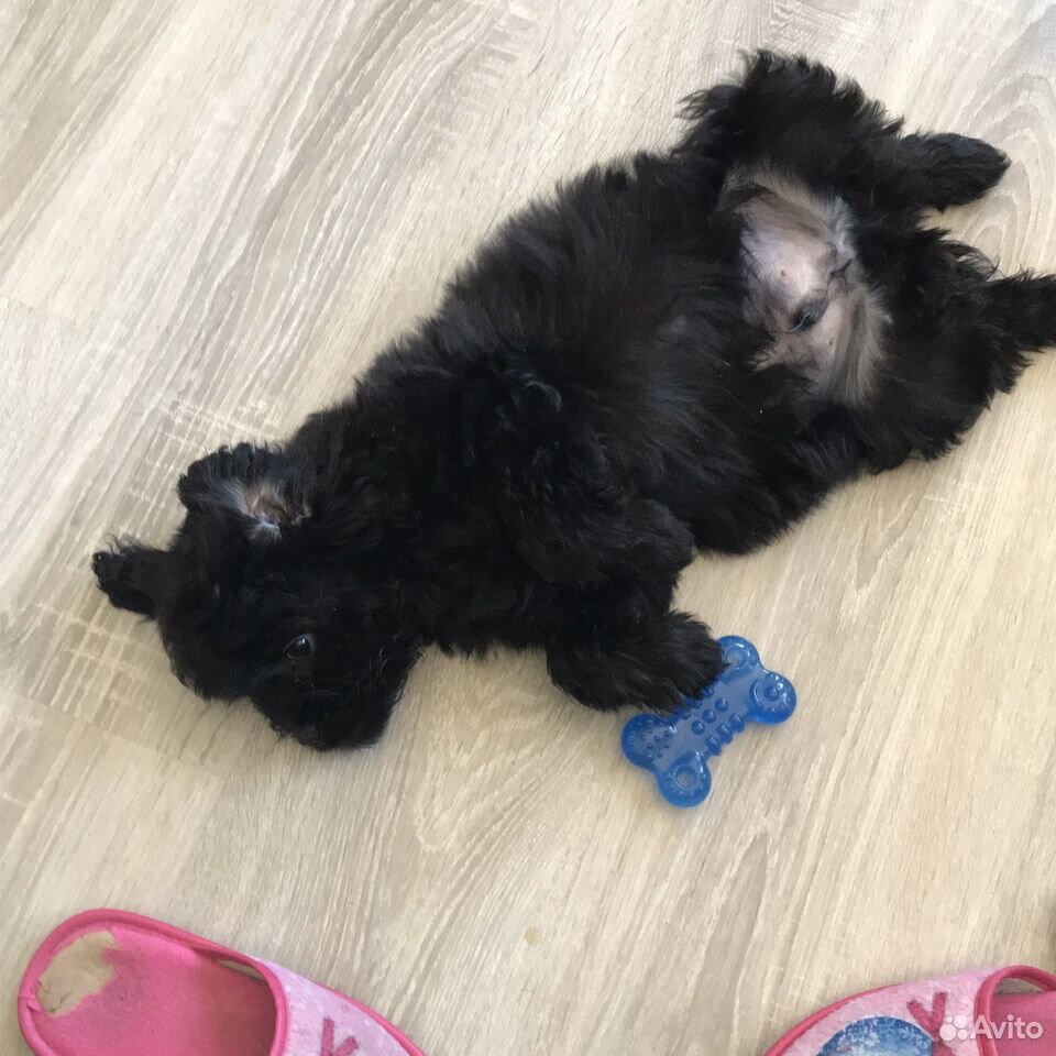 Пудель-Шпиц