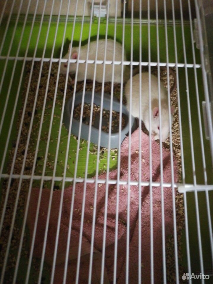 Крысы альбиносы