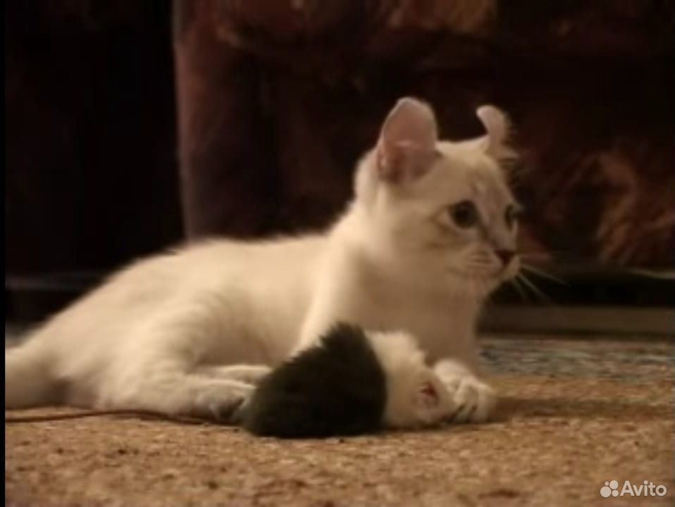 Американский кёрл