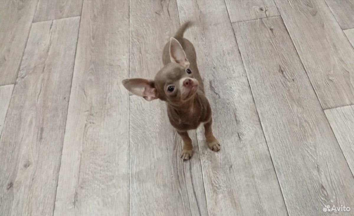 Лиловый парнишка чихуахуа