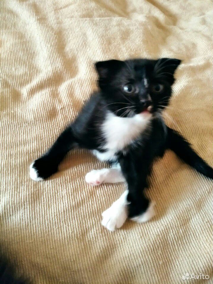 Котята