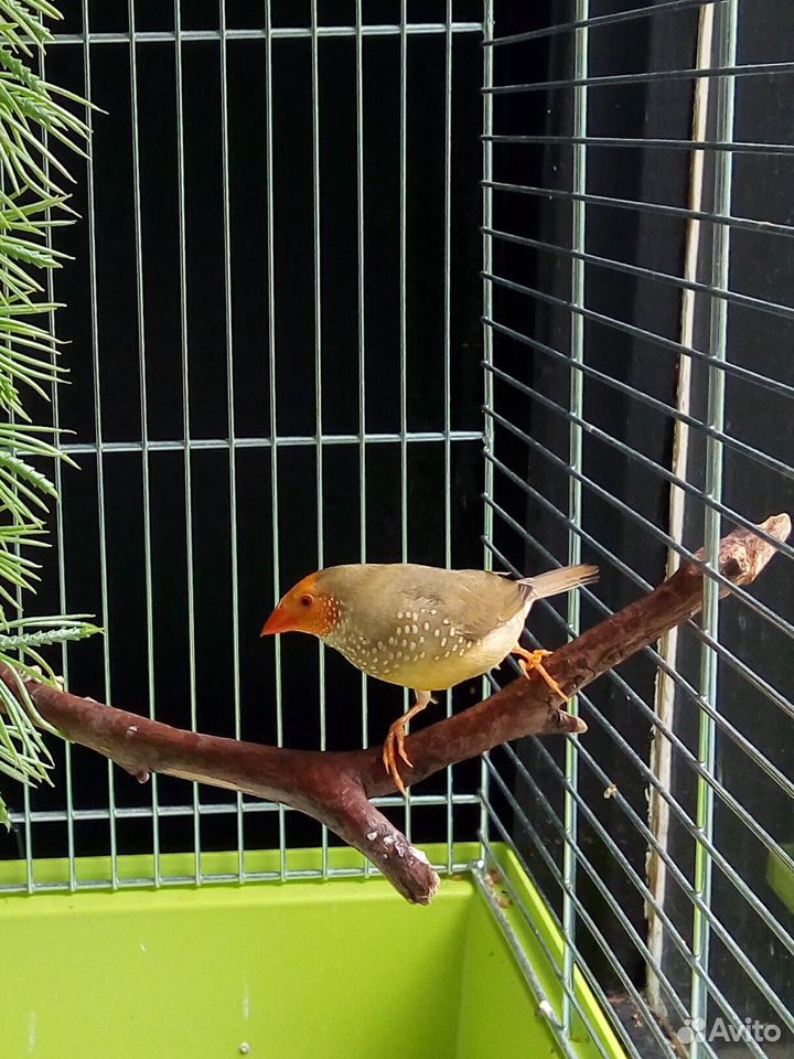 Тростниковый астрильд