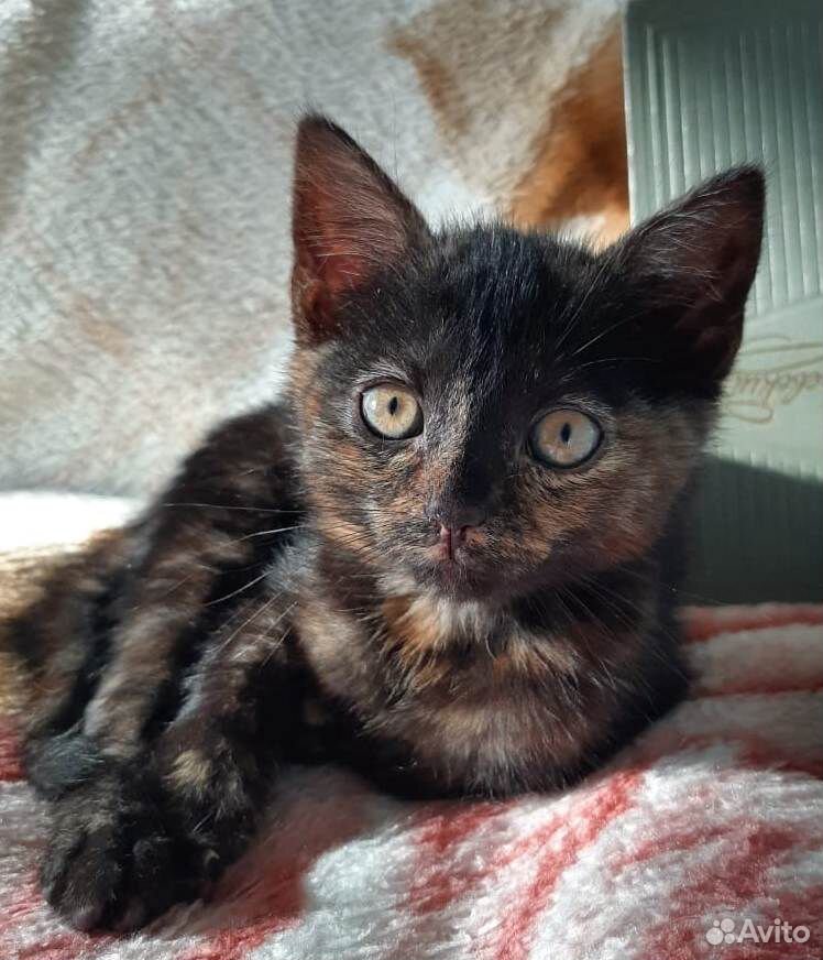 Котенок на лестнице