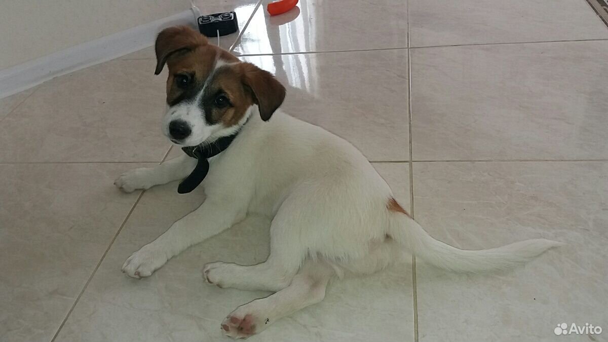 Джек Рассел Терьер