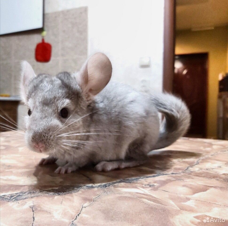 Шушики-лапатушики