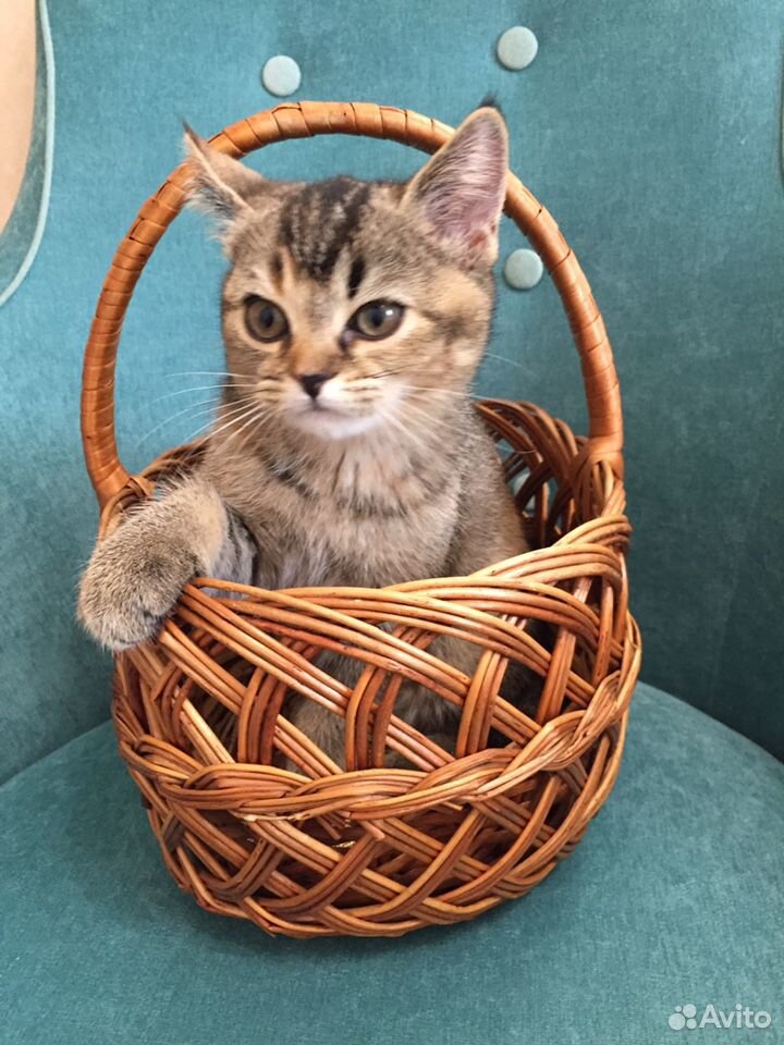 Шотландская кошка