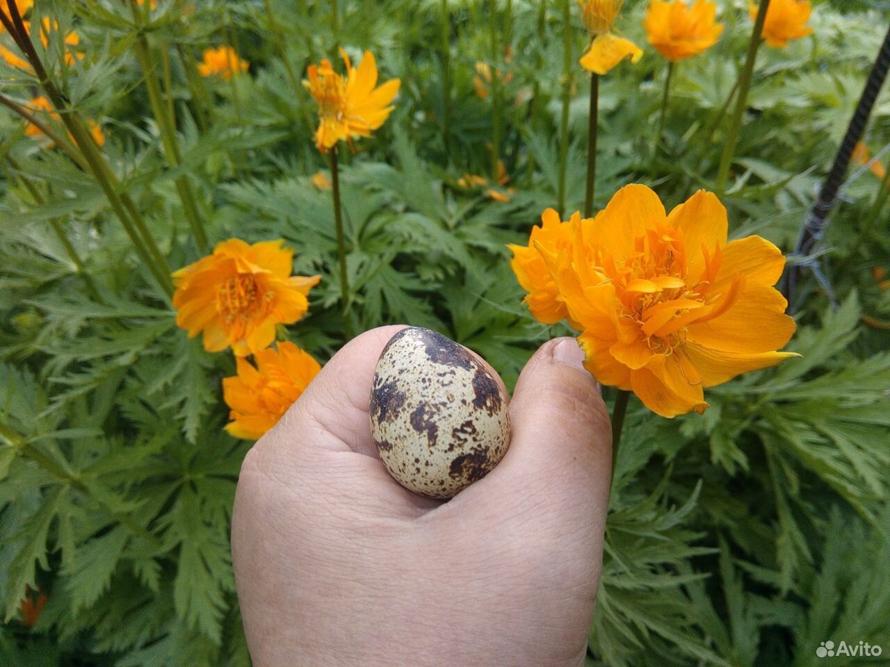 Инкубационные яйца мясных перепелов