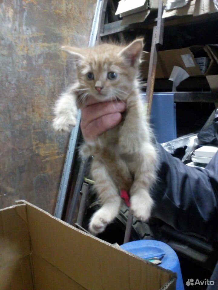 Кошка