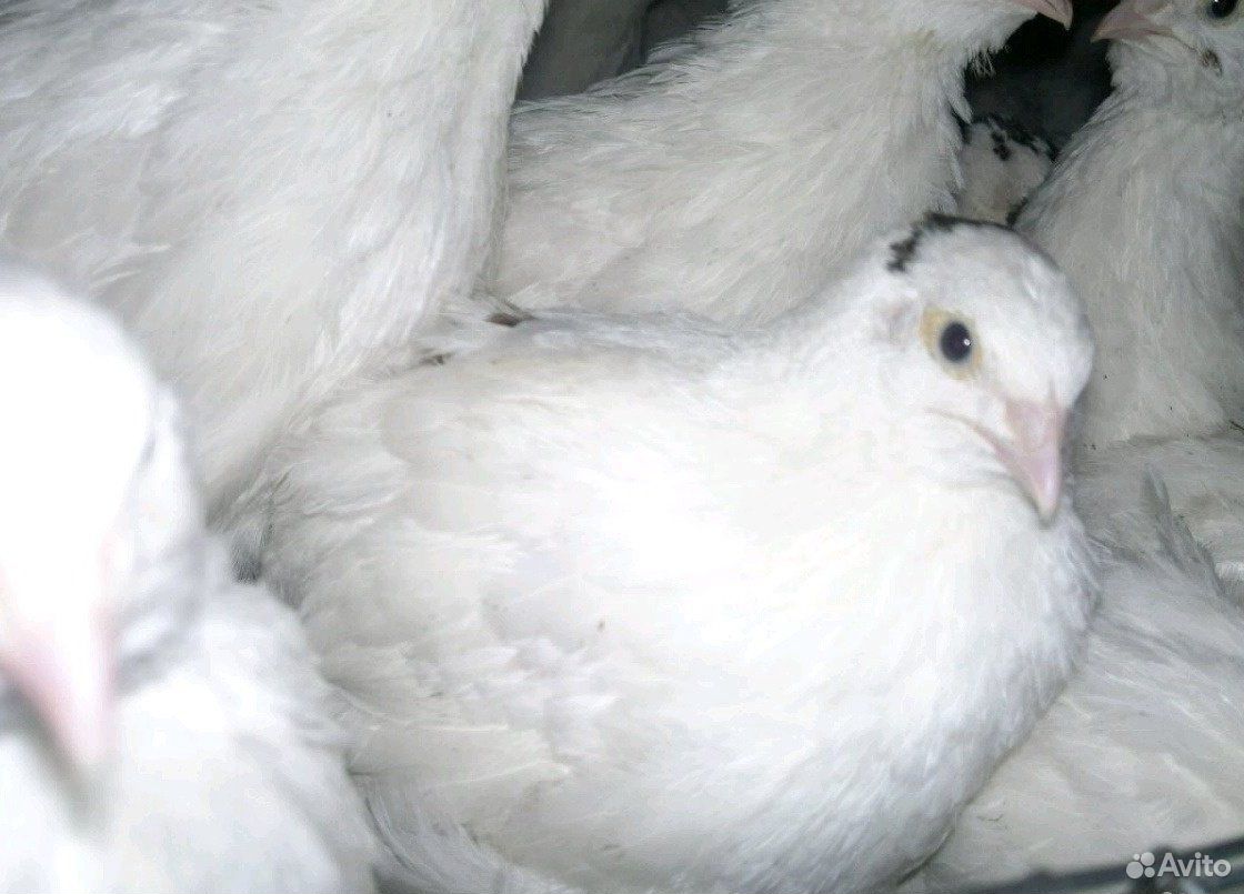 Перепел техасский и фараон