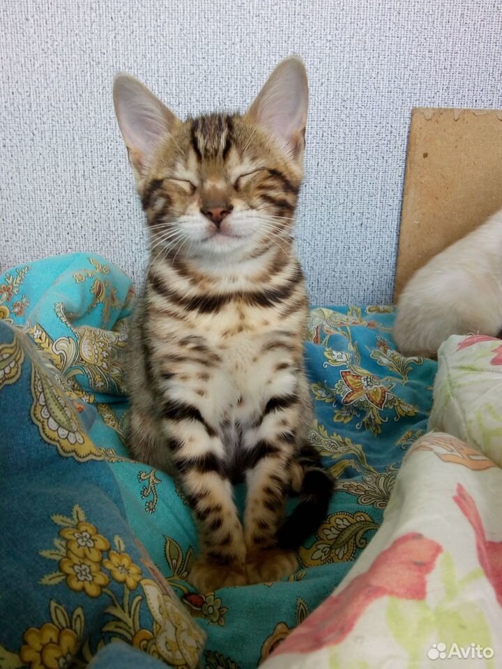 Котята бенгала