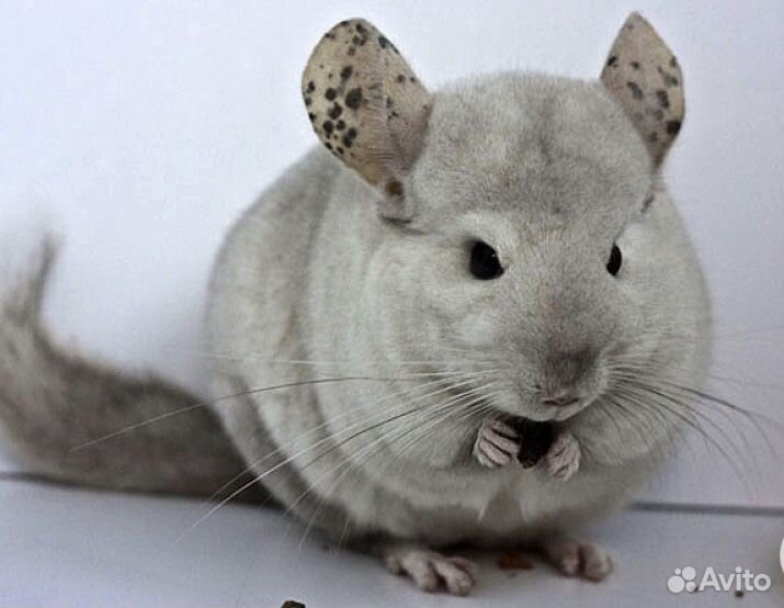 Шиншилла мальчик