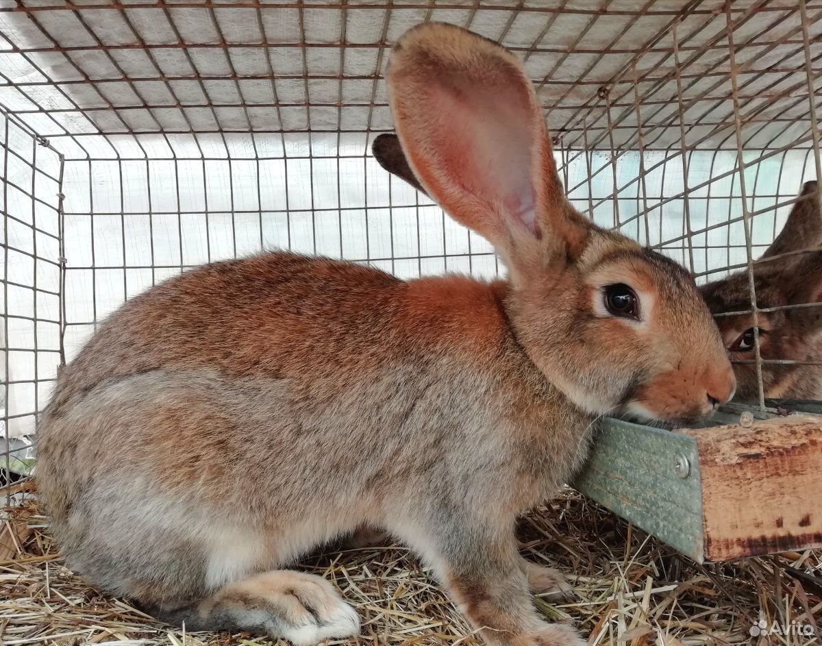Кролик Помесный Фландер