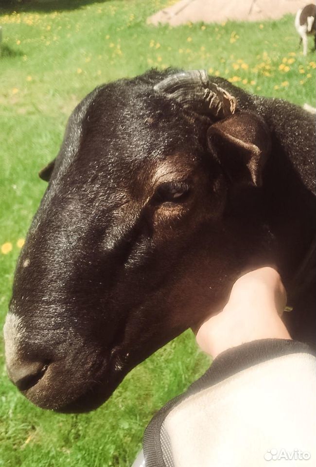 Овцы Дорпер (кросс с Романовской)