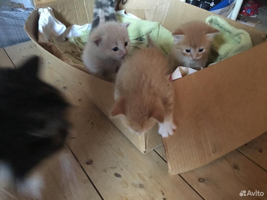 Котята