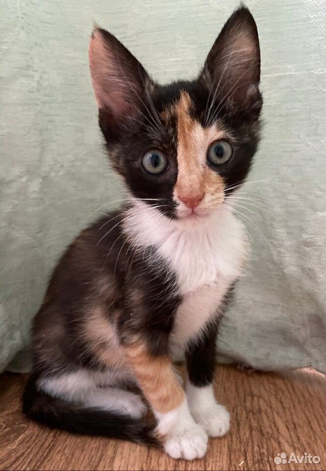 Восточная принцесса Аиша