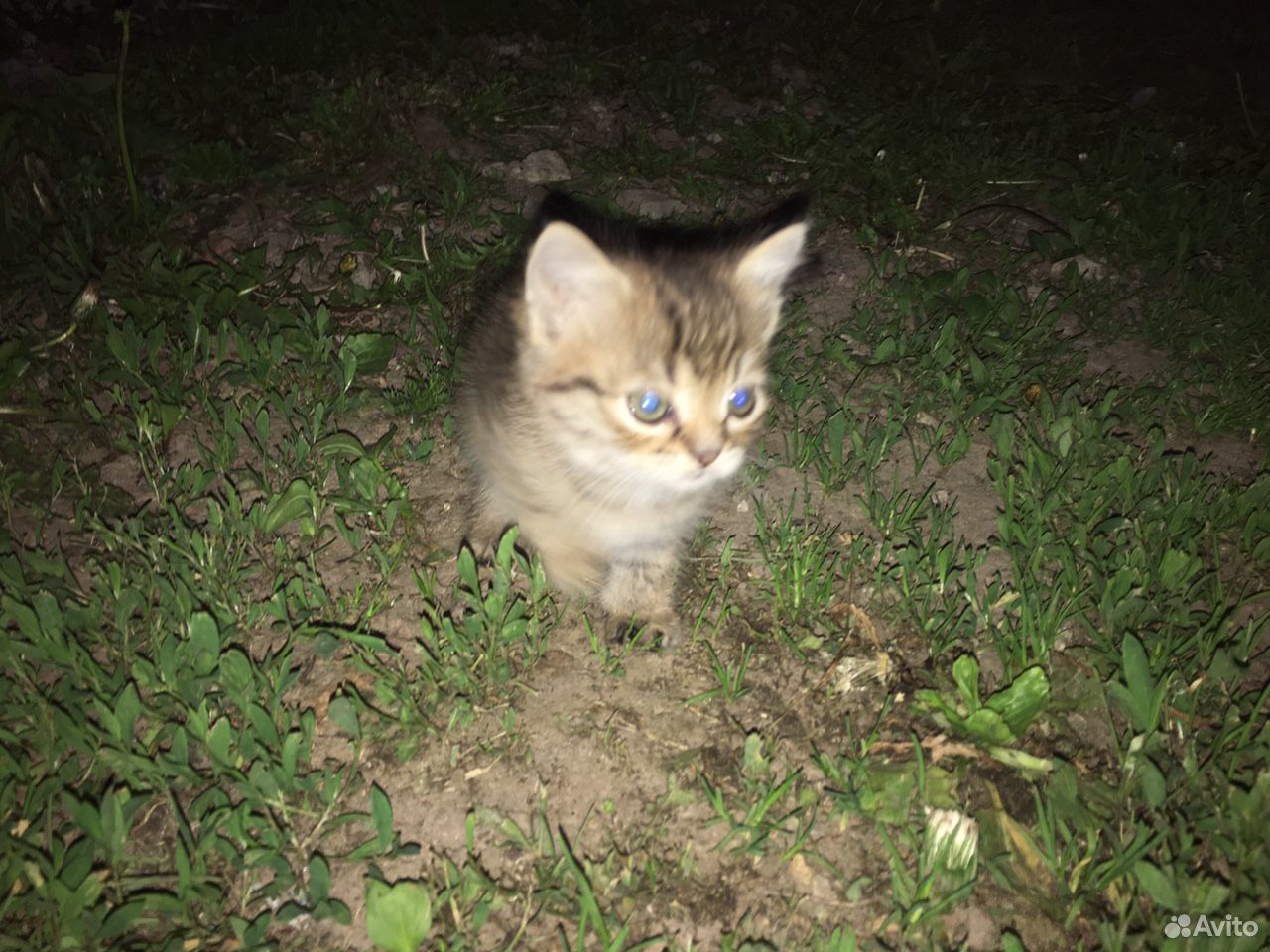 Красивые котята