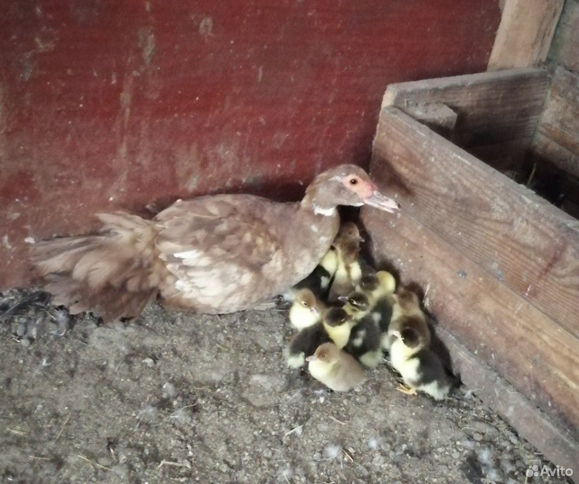 Индоутка с утятами