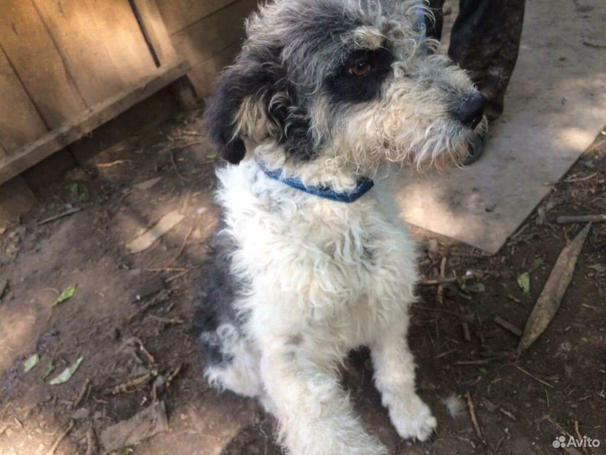 Собака мальчик 2 года