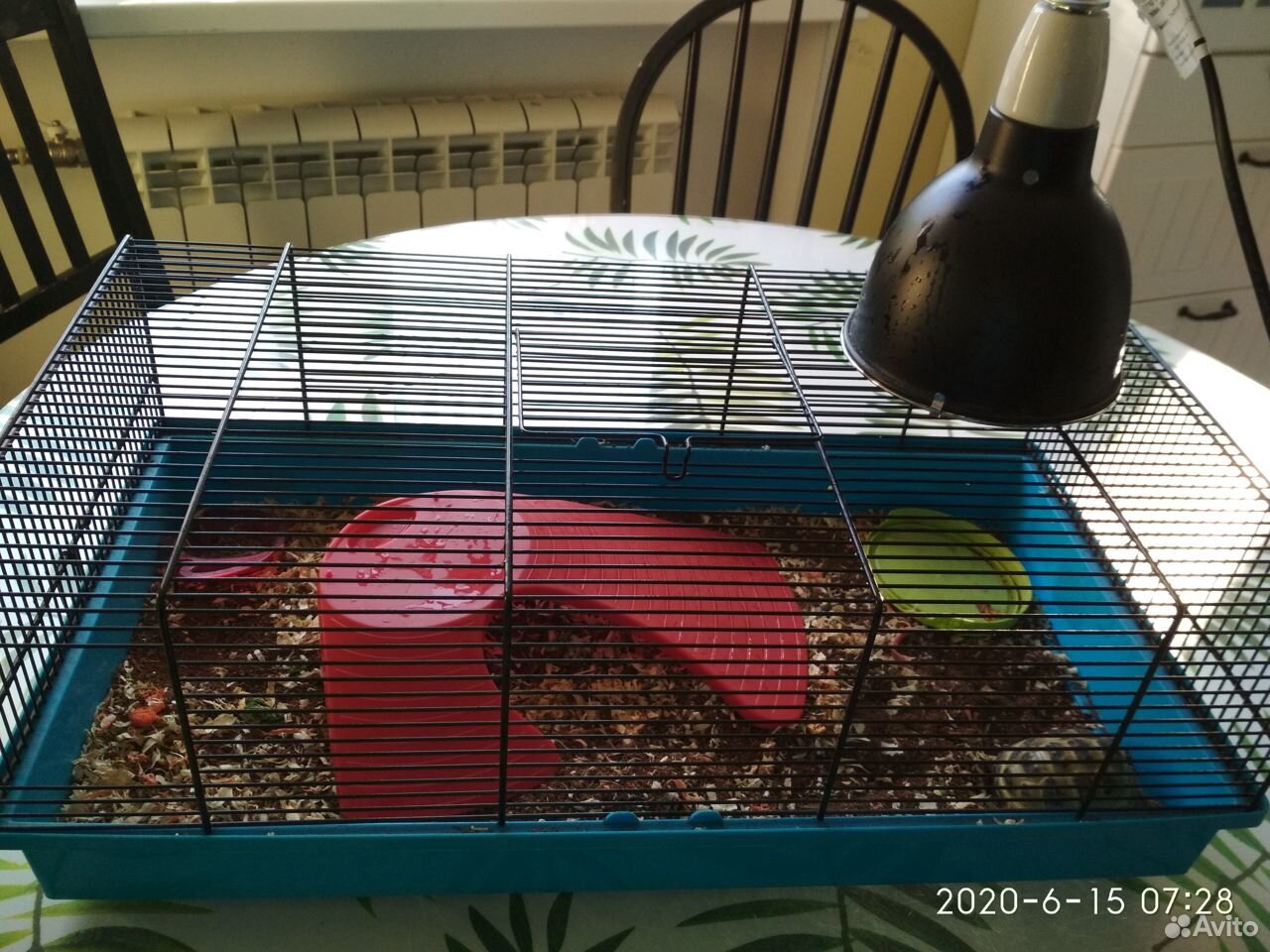 Продам сухопутную черепашку