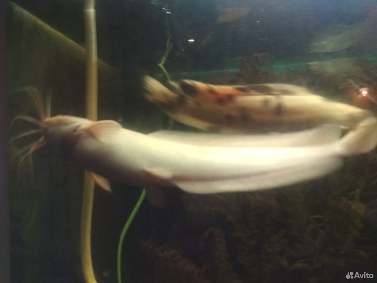 Сомы Ангольский Клариас