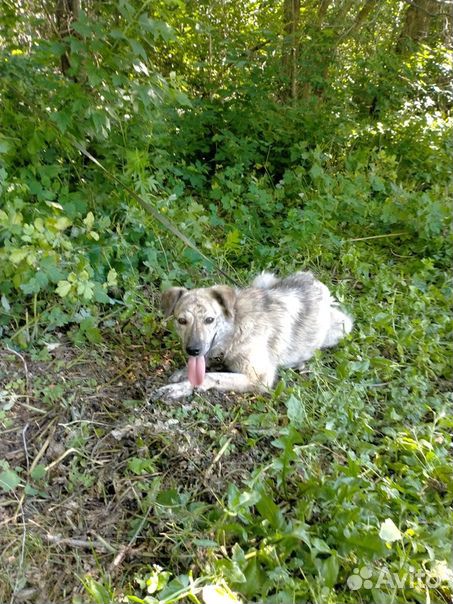 Собака стерилизованная