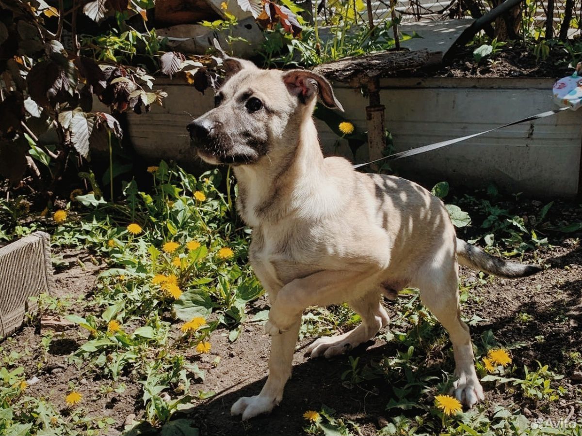 Среднеазиатская овчарка