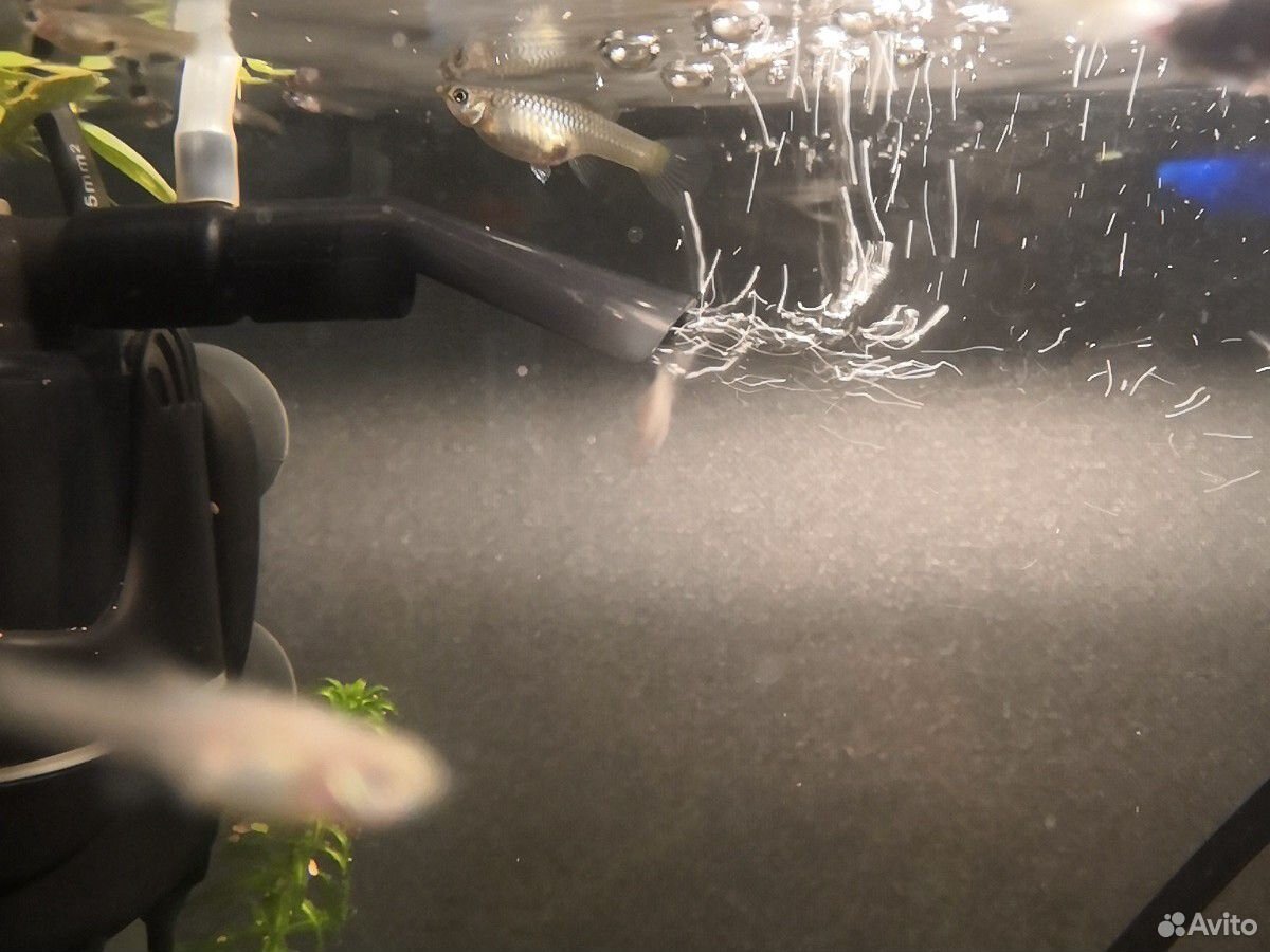 Отдам мальков гуппи бесплатно