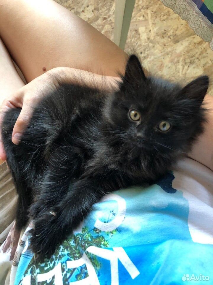 Кошка