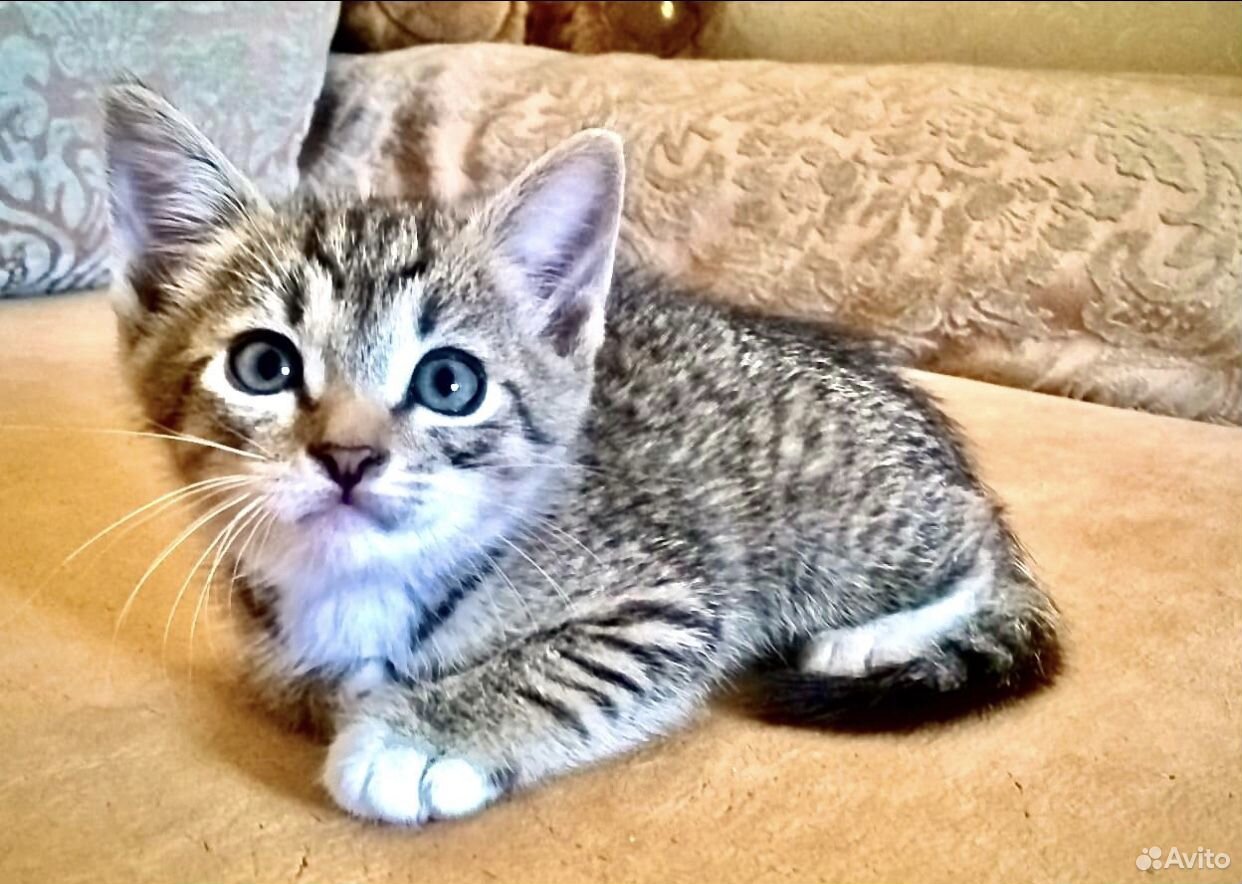 Котята Томми и Бобби 2,5 месяца в добрые руки