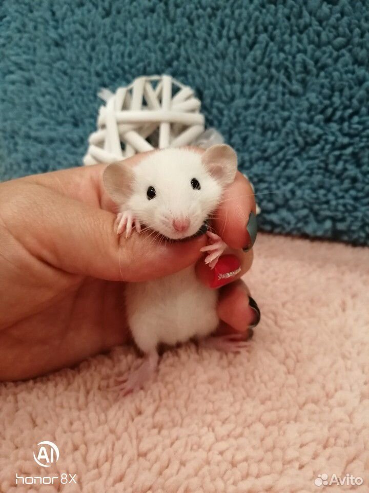 Крысята крыски