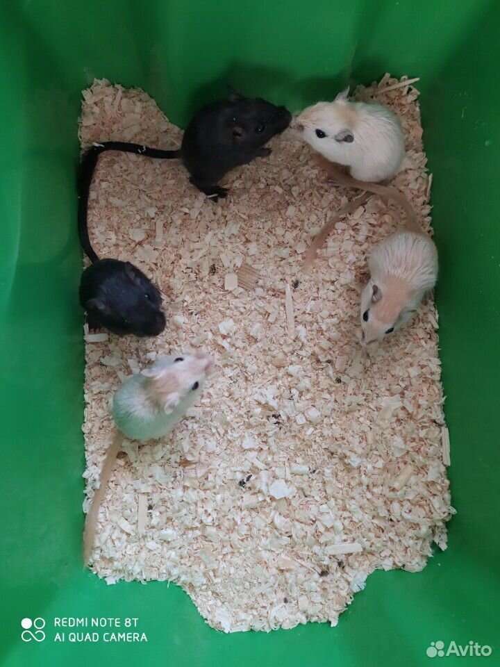 Песчанки