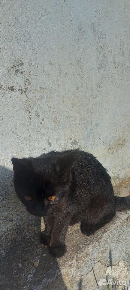 Котёнок шотландец