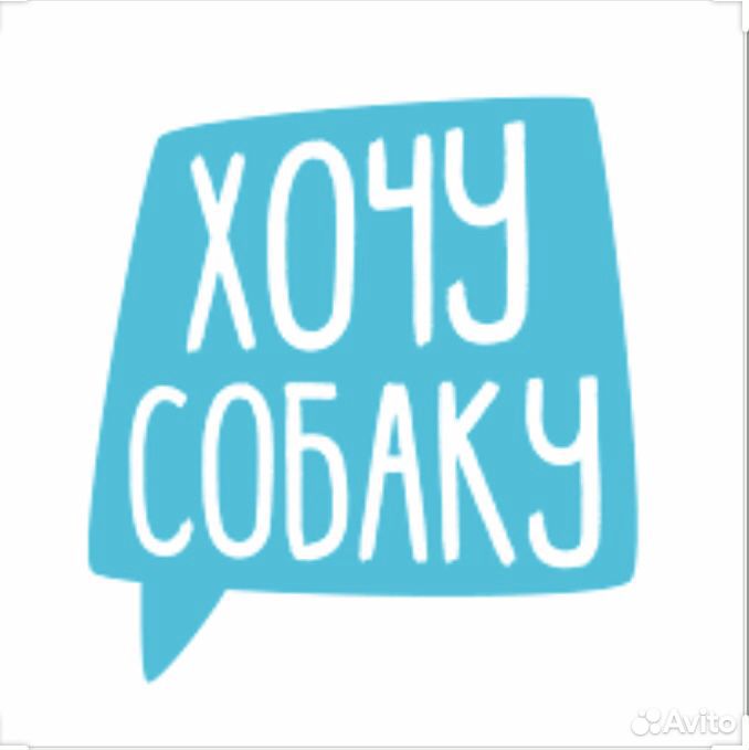 Ищу четвероного друга для жизни Для себя Для души