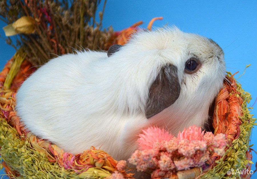Малыш морской свинки калифорния крестед