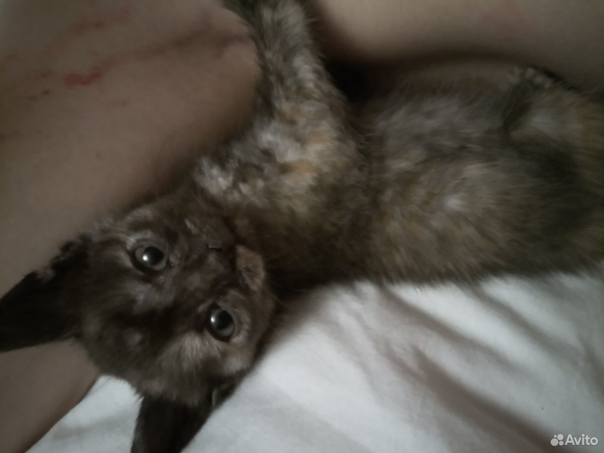 Котенок с большими ушами и доверием к людям