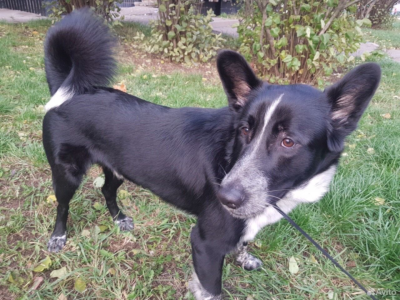 Метис лайки Харли