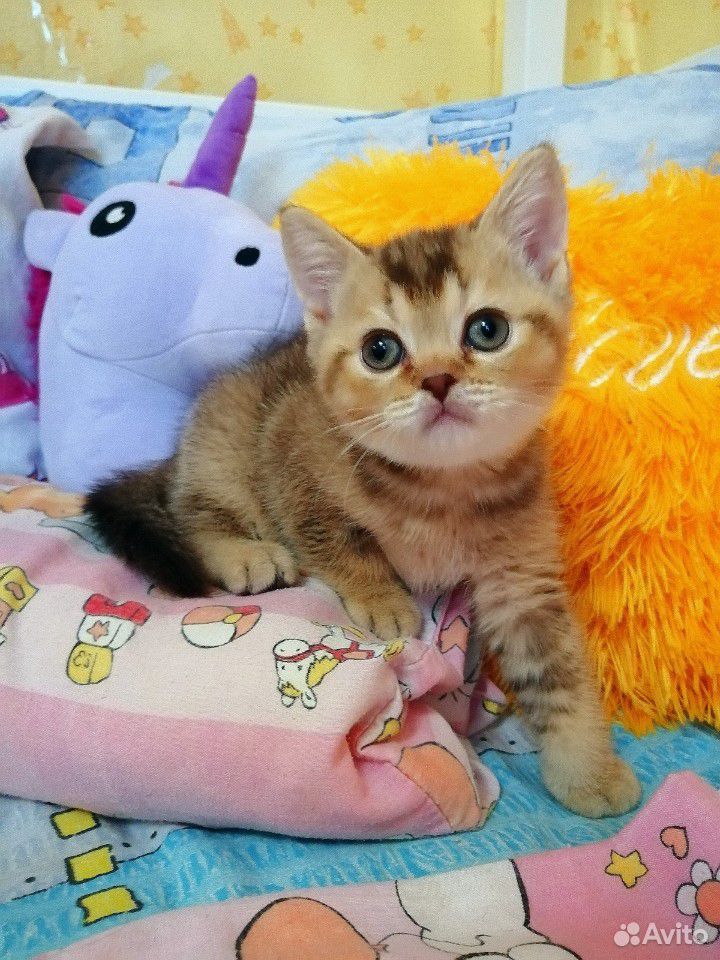 Котенок скоттиш страйт