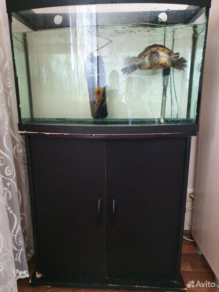 Аквариум 100л, красноухая черепаха