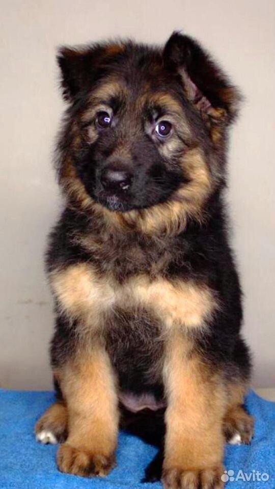 Щенок немецкой овчарки