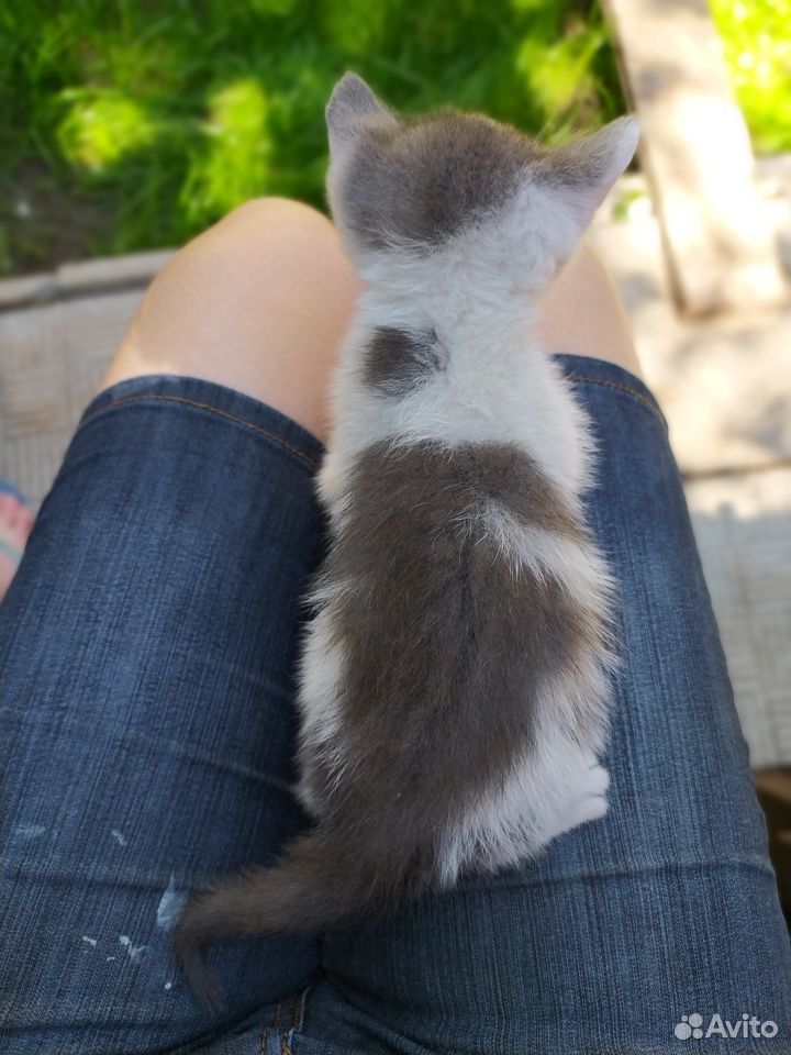 Котенок в добрые руки