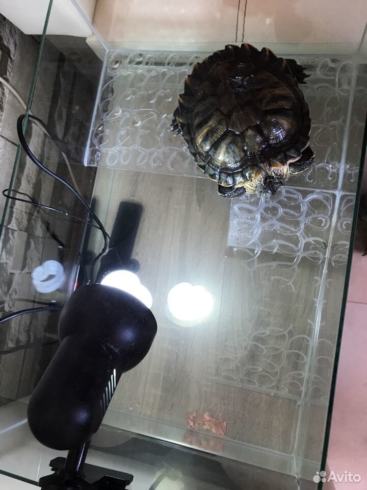 Красноухая черепаха