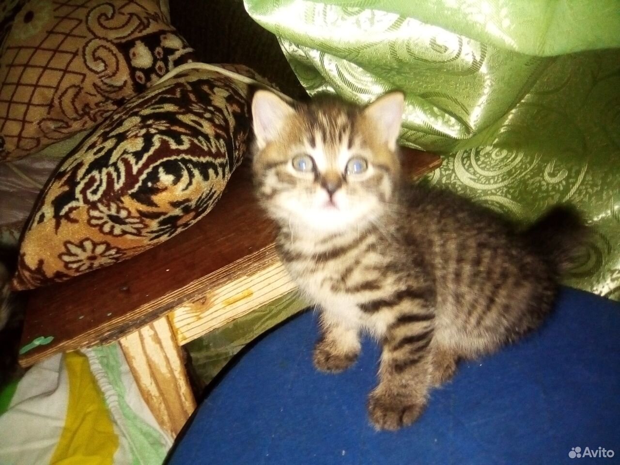 Котята британцы