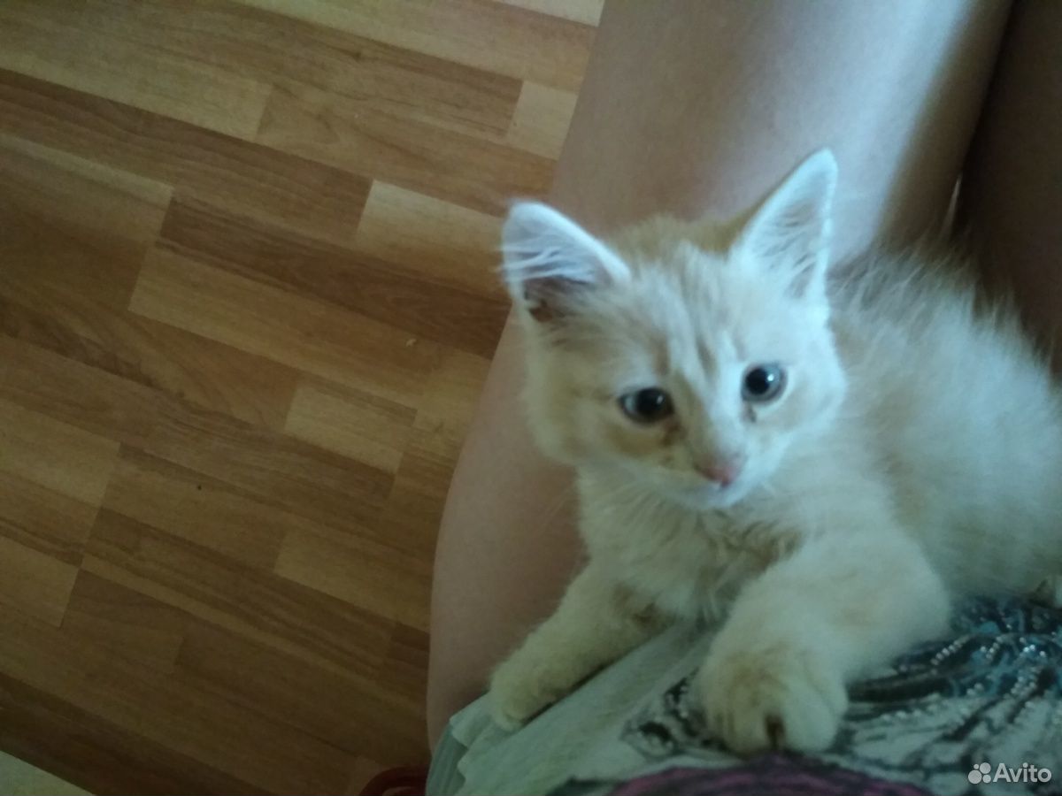 Отдам Котят в добрые руки )